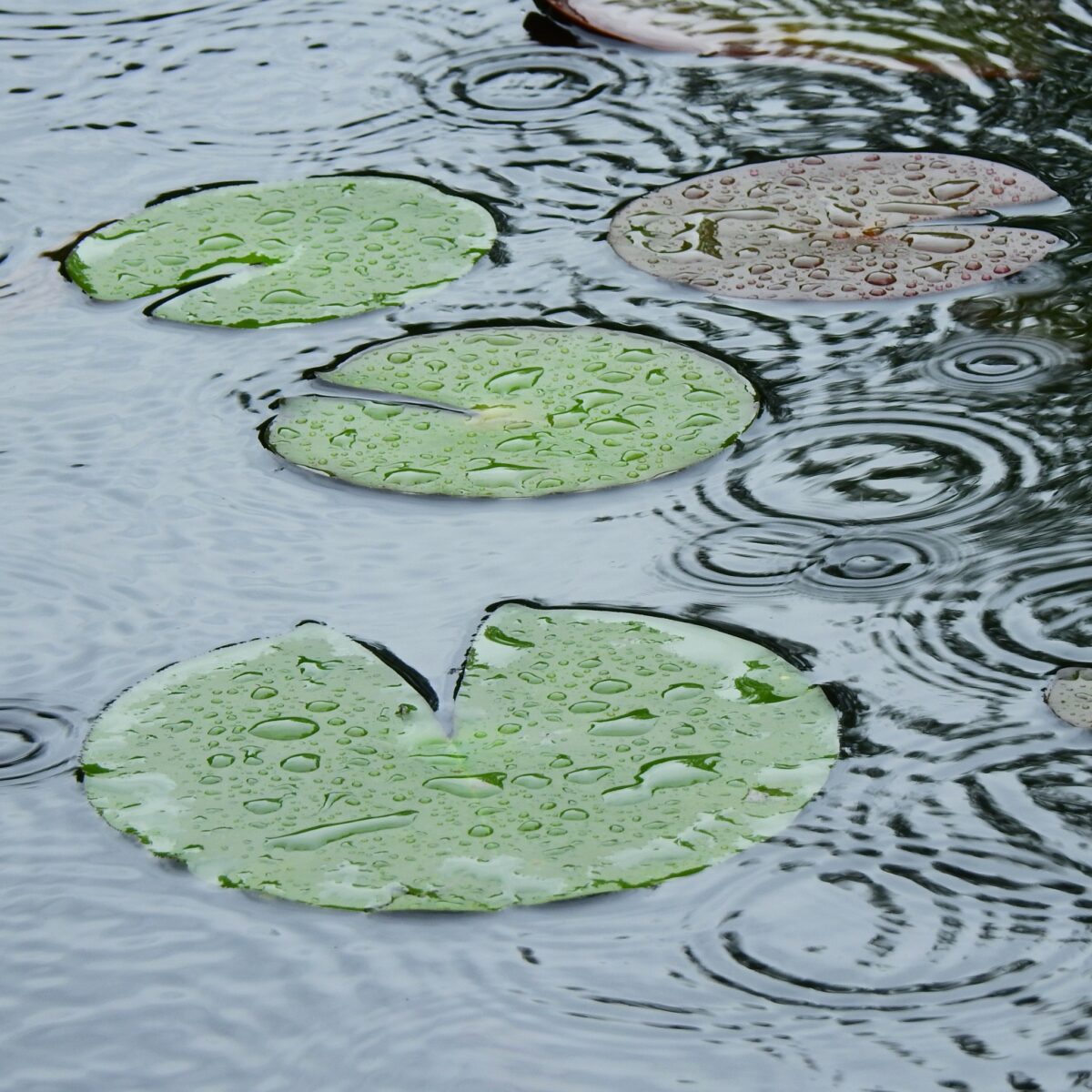 Groen vijverwater - Wat kun je er aan doen?